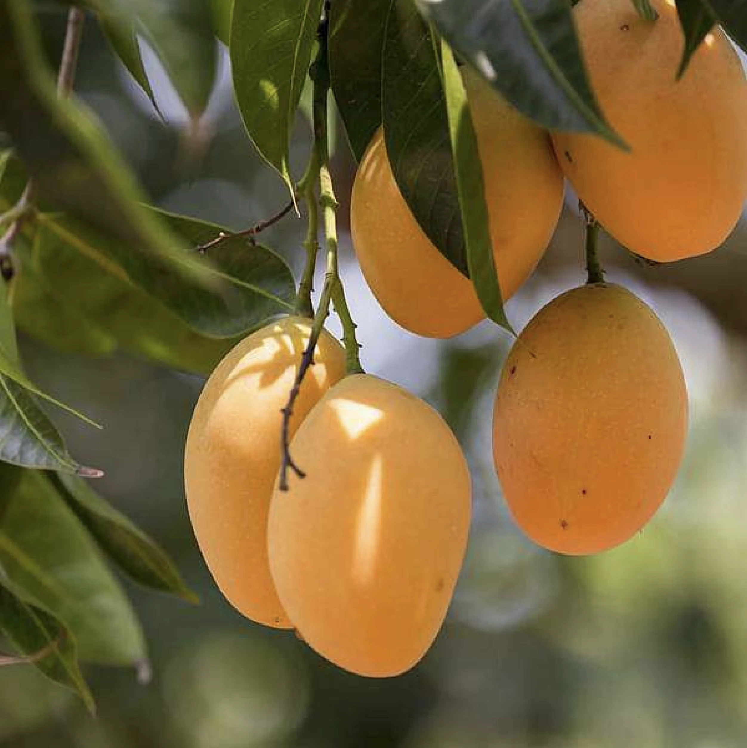 Mango Pulp | Aaiwini